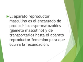 APARATO REPRODUCTOR MASCULINO | PPTX