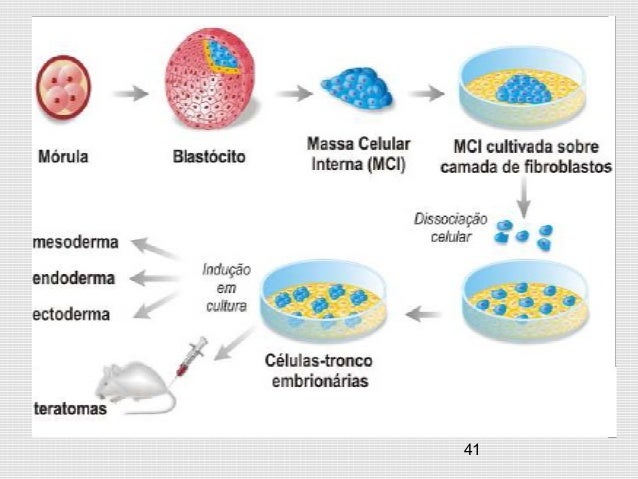 Apresentacao celulas tronco