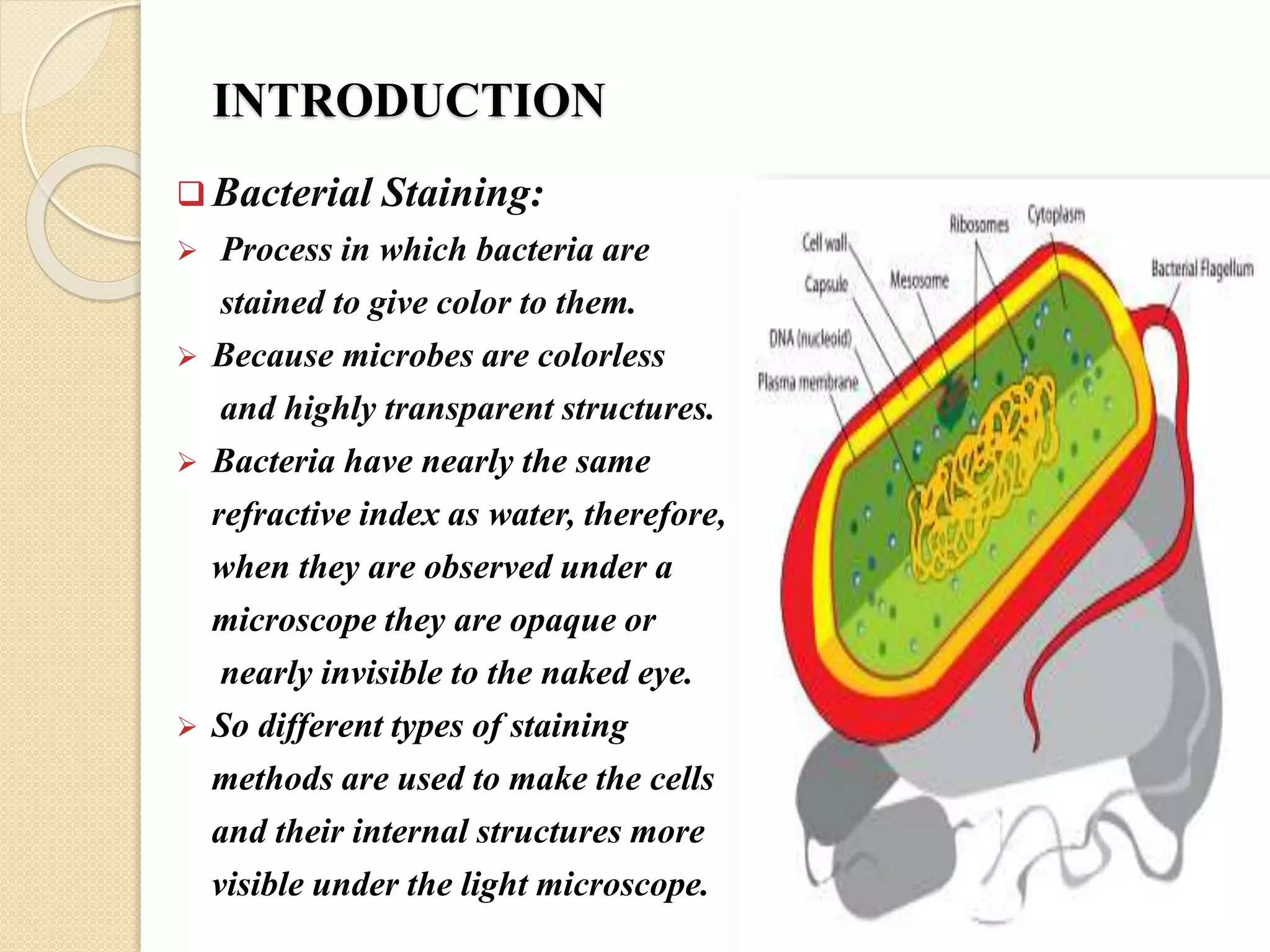 A presentaion on bacterial staining | PPT