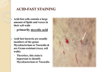 A presentaion on bacterial staining | PPT