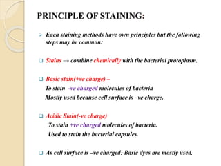 A presentaion on bacterial staining | PPT