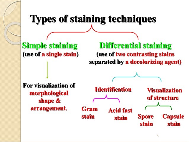 A presentaion on bacterial staining