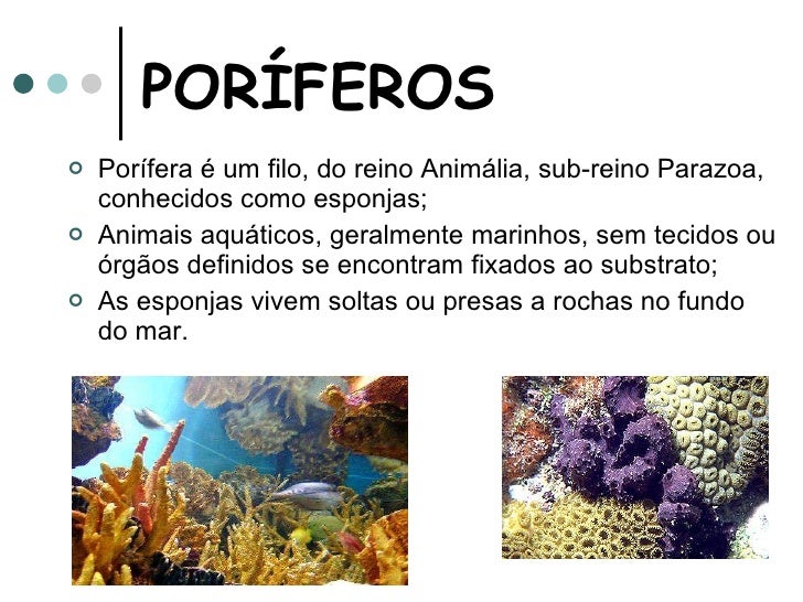 Poríferos E Cnidários