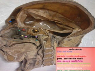anatomia do sistema respiratorio e sistema circulatorio | PPTX