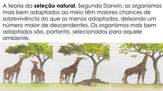 teoria evolucionista Darwin e Lamarck | PPTX