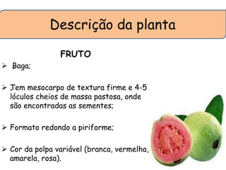 A cultura da goiaba | PPTX