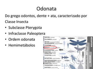 Ordem Odonata | PPTX