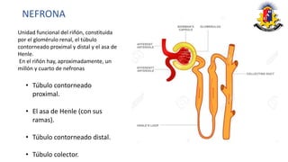 anatomia urologica, anatomia urinaria , aparatos urinarios | PPTX