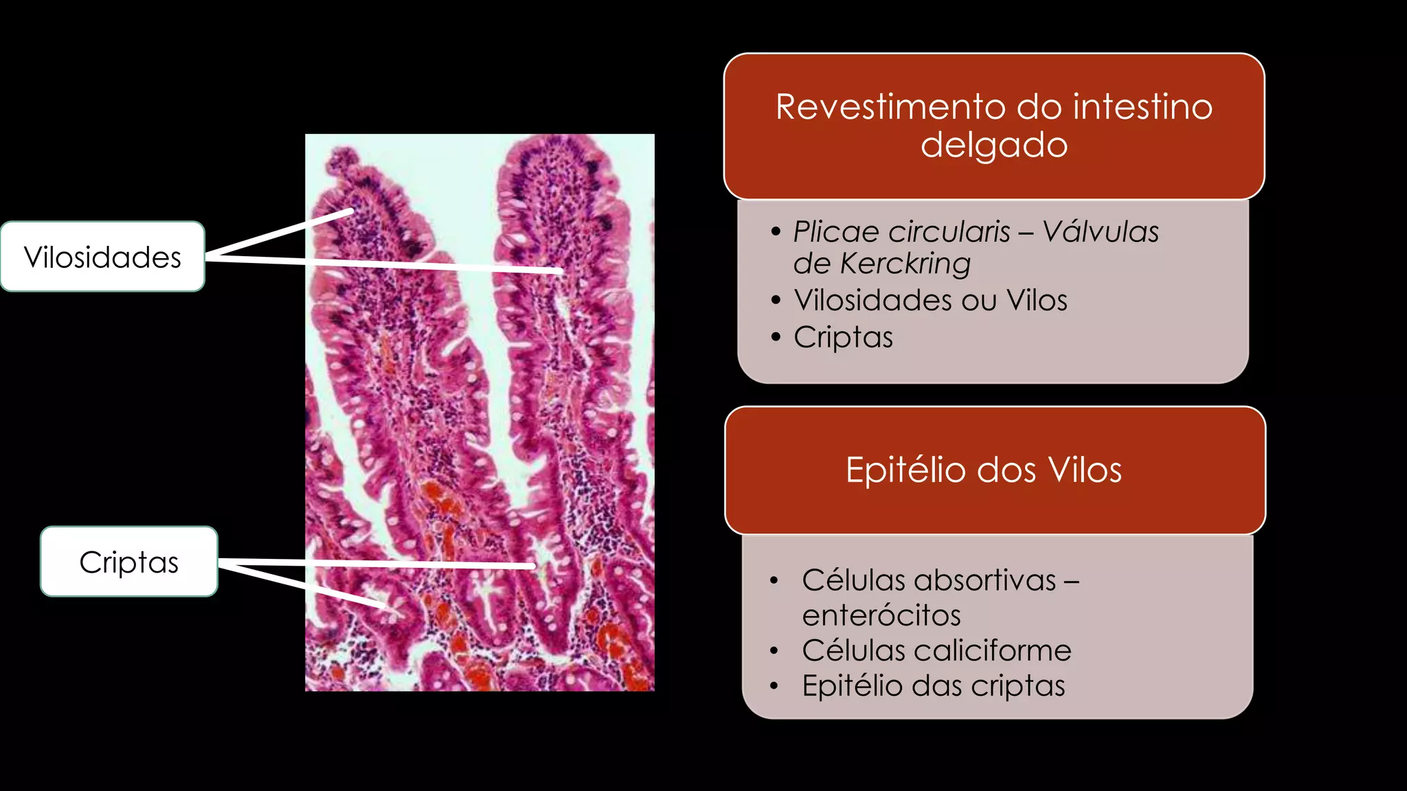 Histologia Intestino Delgado | PPTX