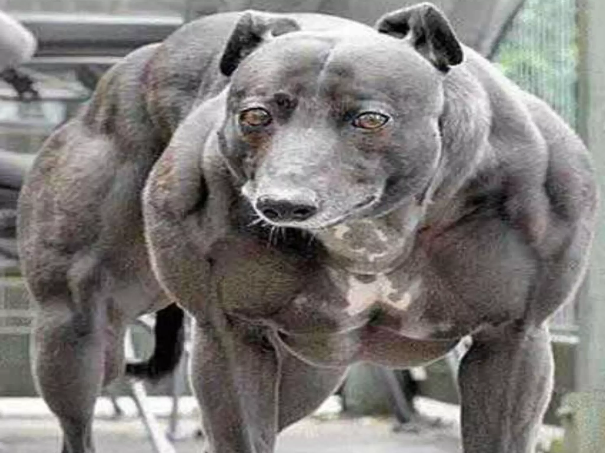Most Muscular Dogs of All Time | PPTX