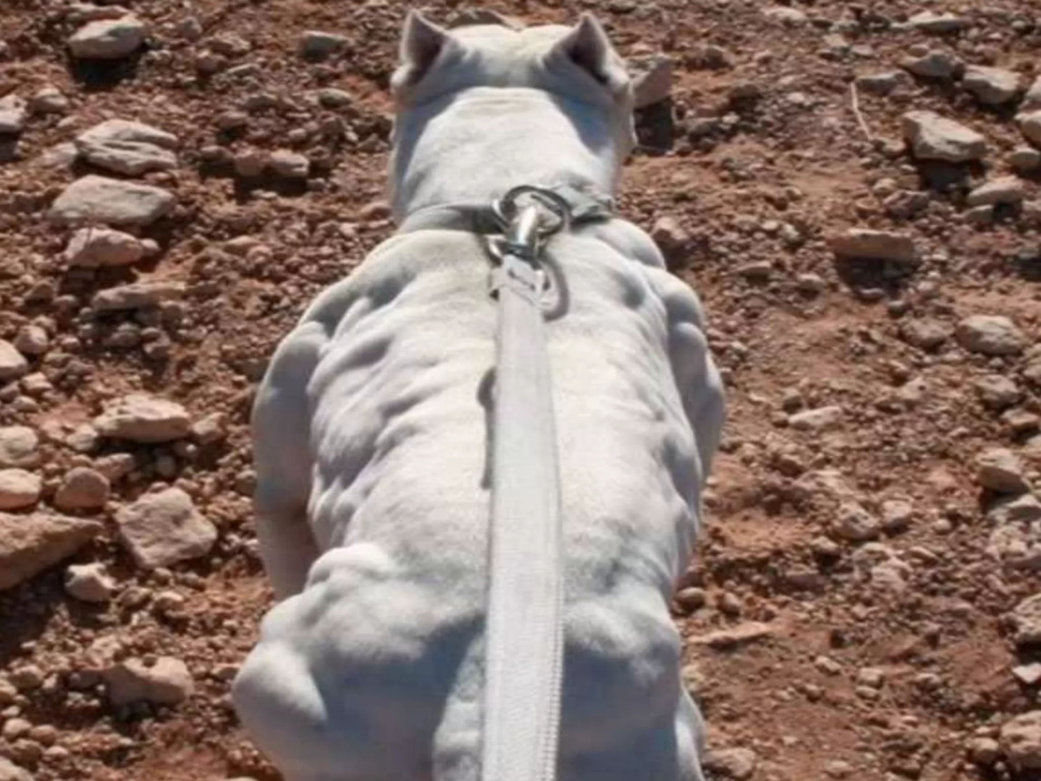 Most Muscular Dogs of All Time | PPTX