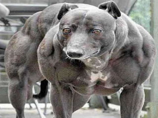 Most Muscular Dog In The World