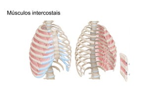 Apresentação Anatomia Músculos da parede torácica | PPTX