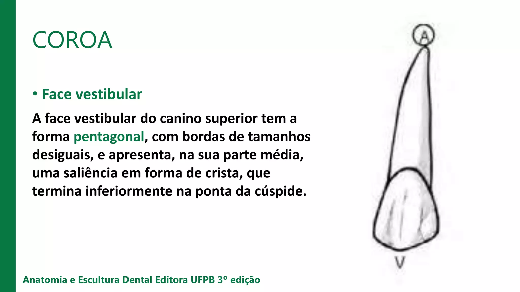 Apresentação Anatomia Dental DENTE DECÍDUO CANINO.pptx