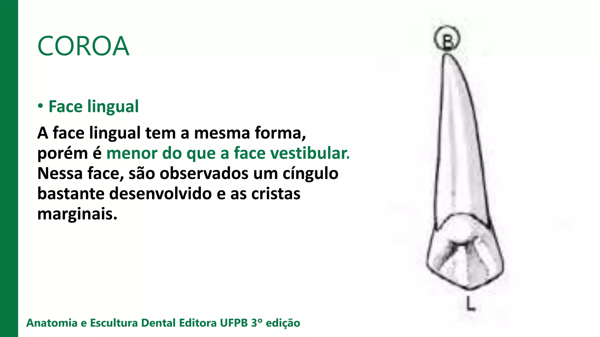 Apresentação Anatomia Dental DENTE DECÍDUO CANINO.pptx