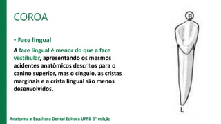 Apresentação Anatomia Dental DENTE DECÍDUO CANINO.pptx