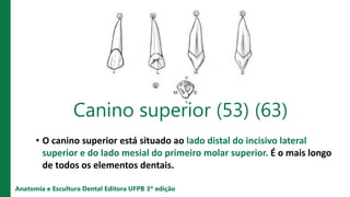 Apresentação Anatomia Dental DENTE DECÍDUO CANINO.pptx