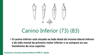 Apresentação Anatomia Dental DENTE DECÍDUO CANINO.pptx