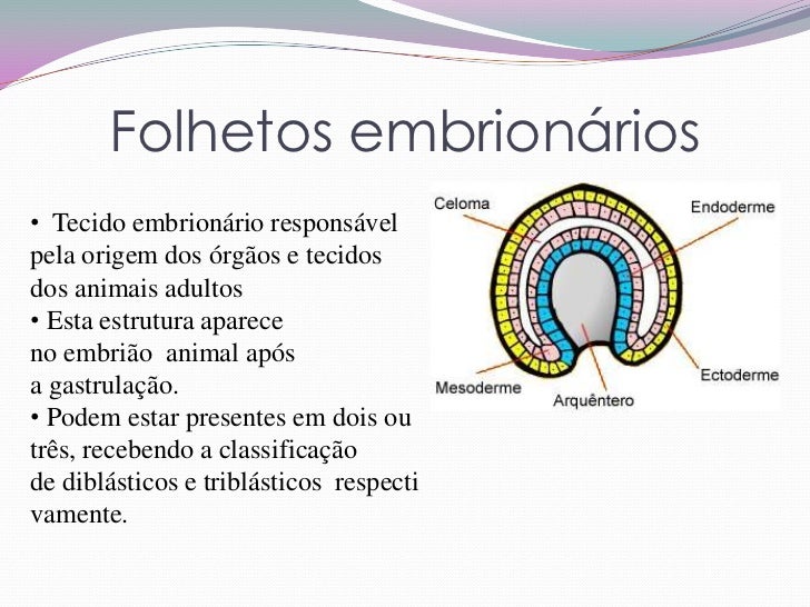 Apresentação biologia, ju e bi