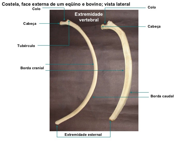 Apresentação coluna vertebral