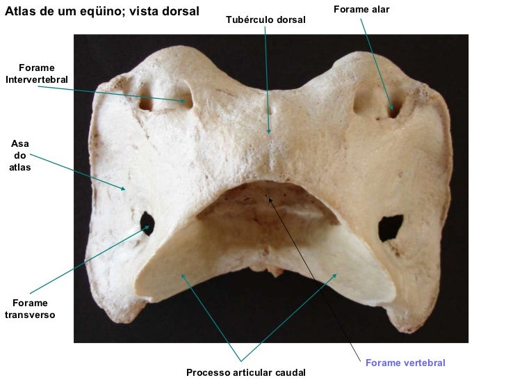Apresentação coluna vertebral