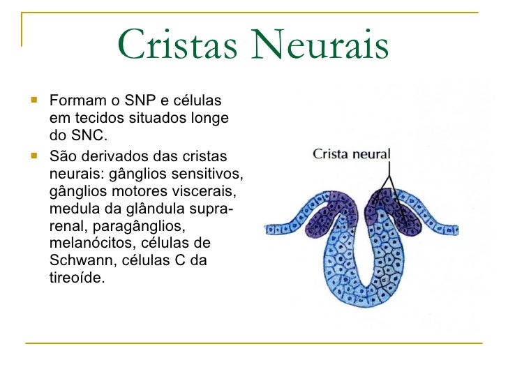 Filogenese do Sistema Nervoso