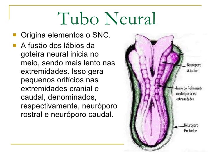 Filogenese do Sistema Nervoso