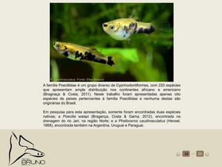 Apresentação da família de peixes Poeciliidae e algumas curiosidades ...