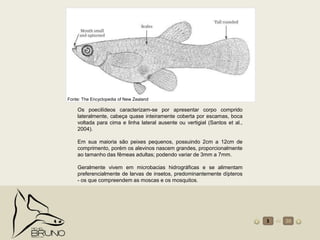 Apresentação da família de peixes Poeciliidae e algumas curiosidades ...