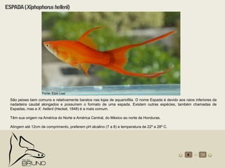 Apresentação da família de peixes Poeciliidae e algumas curiosidades ...