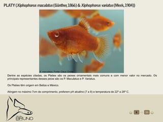 Apresentação da família de peixes Poeciliidae e algumas curiosidades ...