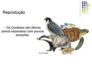 Cordados - Biologia | PPT