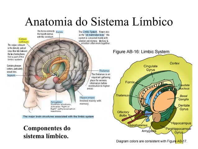 Mecanismos comportamentais e motivacionais - Sistema Límbico