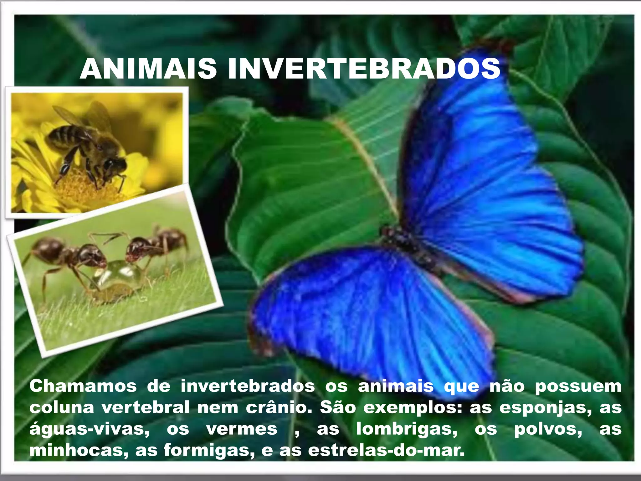 Apresentação de slides o mundo dos animais | PPTX