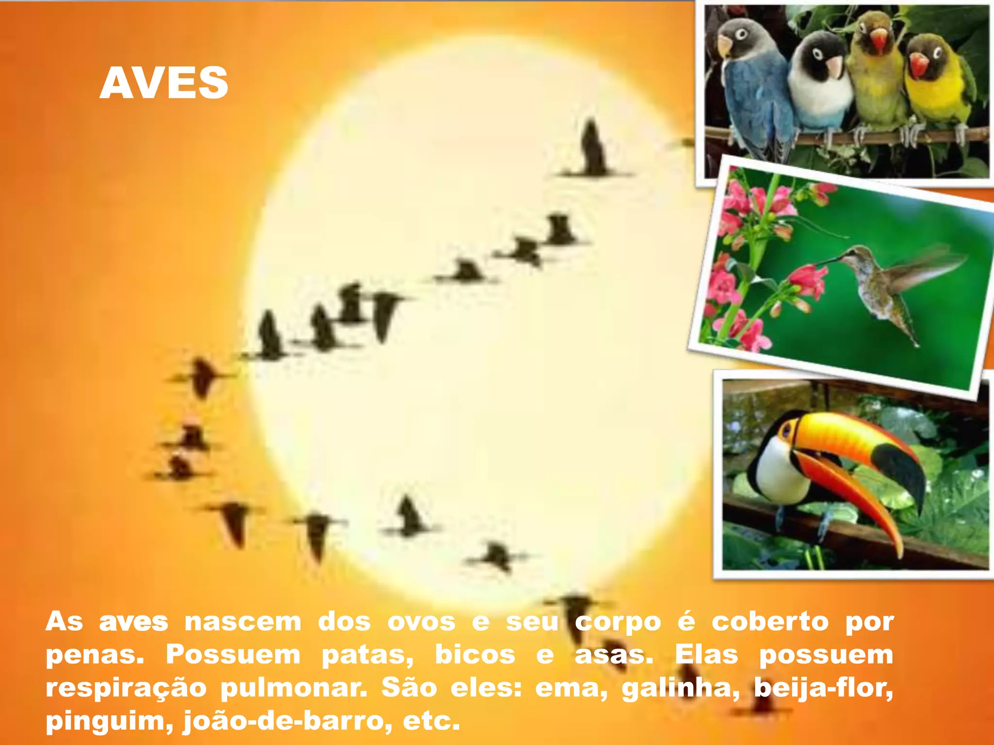 Apresentação de slides o mundo dos animais | PPTX