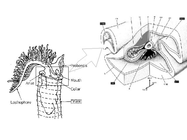 The ultrastructure of the stomochord in Pterobranchia