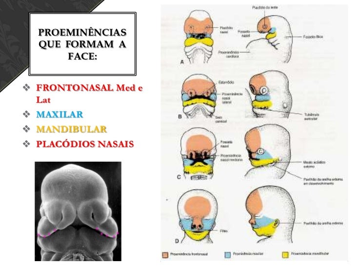 Embriologia da Face