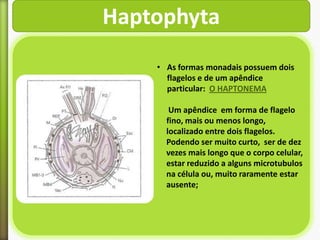 FILO HAPTOPHYTA | PPTX