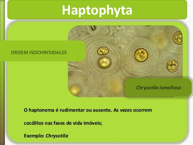 FILO HAPTOPHYTA