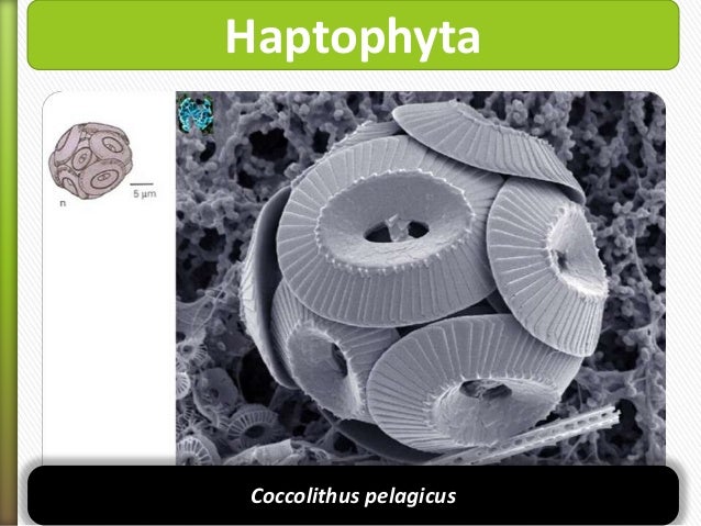 FILO HAPTOPHYTA