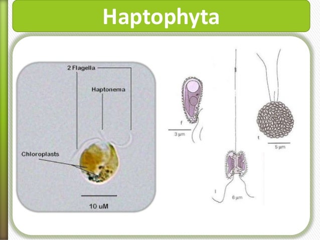 FILO HAPTOPHYTA