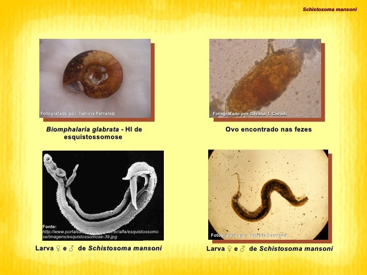 Principais Helmintos