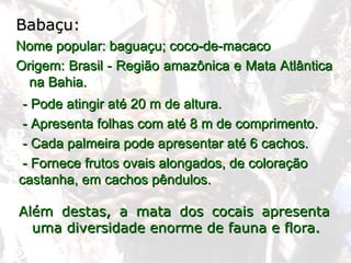 Bioma Mata dos Cocais | PPT