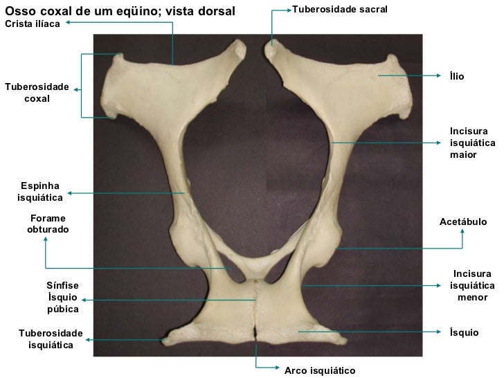 Apresentação membro pélvico.