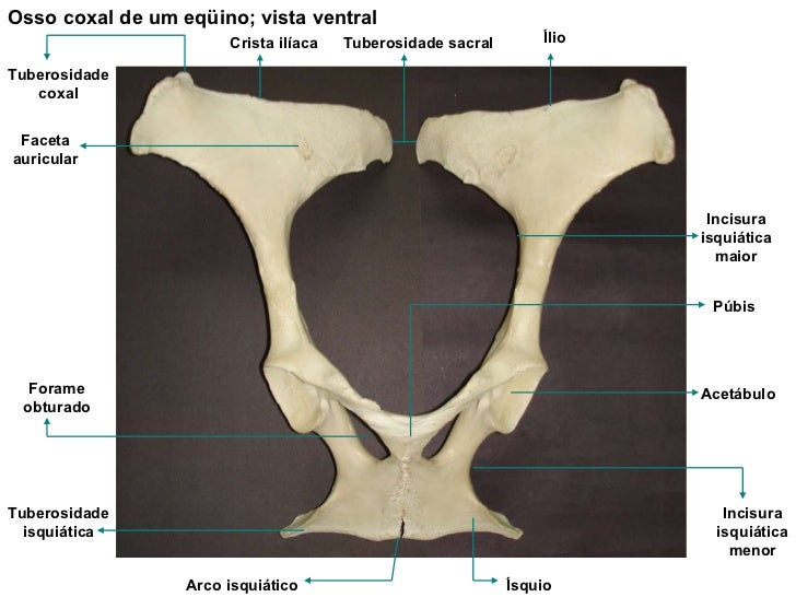 Apresentação membro pélvico.