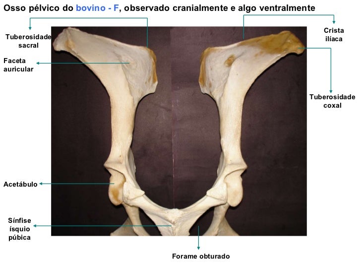 Apresentação membro pélvico.