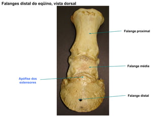 Apresentação membro torácico | PPT