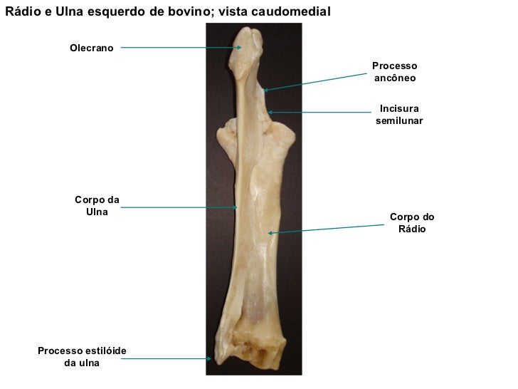 Apresentação membro torácico