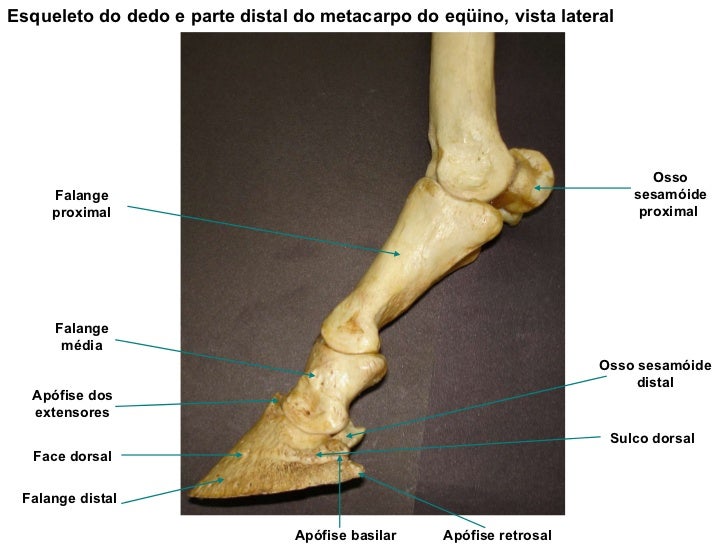 Apresentação membro torácico