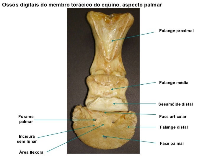 Apresentação membro torácico